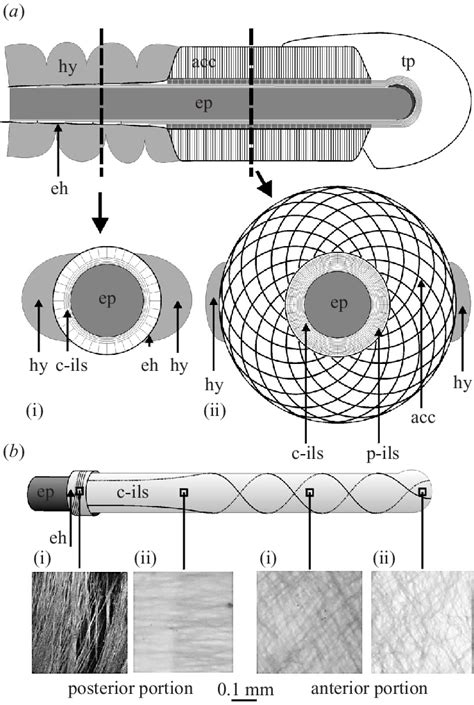 Drawings Of The Structures Involved In The Chameleons Download