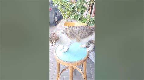 고양이 바라보기~ 요르단암만 قطة Youtube