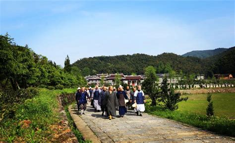 出普坡采山茶 此外别无玄妙事春风一夜长灵芽 搜狐大视野 搜狐新闻