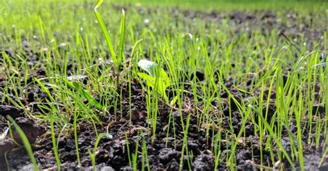 How To Overseed A Lawn The Right Way Lawn Chick