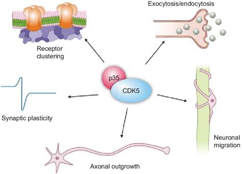 Different Roles Of Cdk5 In The Neuron In The Nervous System Cdk5 Download Scientific Diagram