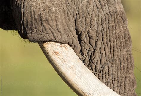 Elephant Tusk By Stocksy Contributor Paul Tessier Stocksy