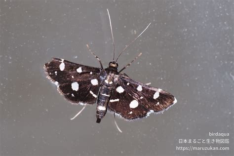 シロモンノメイガ 日本まるごと生き物図鑑