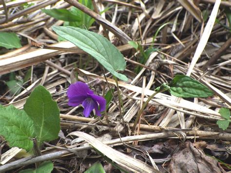 チシオスミレ地上茎なし紫色の花葉脈が赤いサクラスミレの品種 おけば走る子