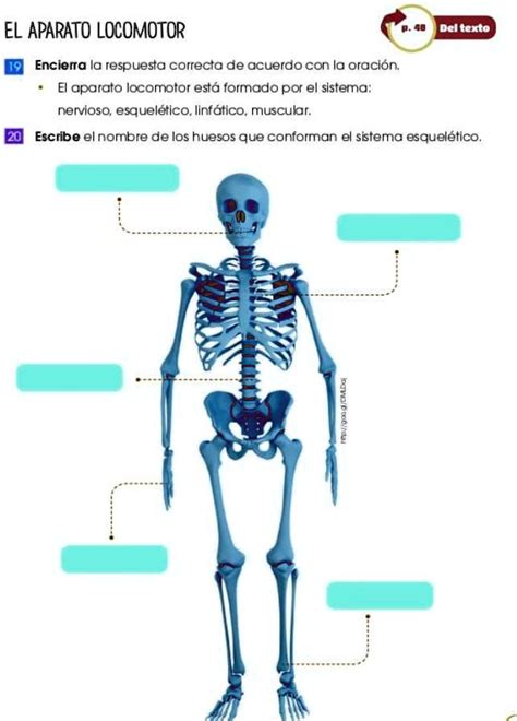 Solved Escribe El Nombre De Los Huesos Que Conforman El Sistema