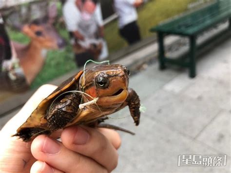 每日雜誌內地檢植港晶片走私龜 保育界促加強執法 極危大頭龜歷偷捕浩劫 數量暴跌8成