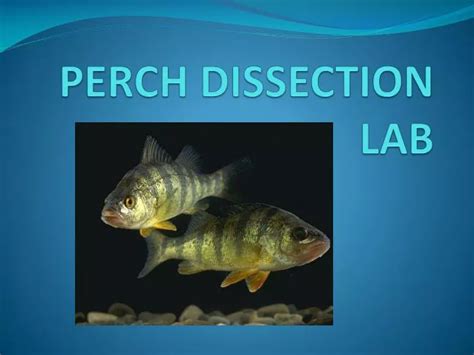 Ppt Perch Dissection Lab Powerpoint Presentation Free Download Id 2627156