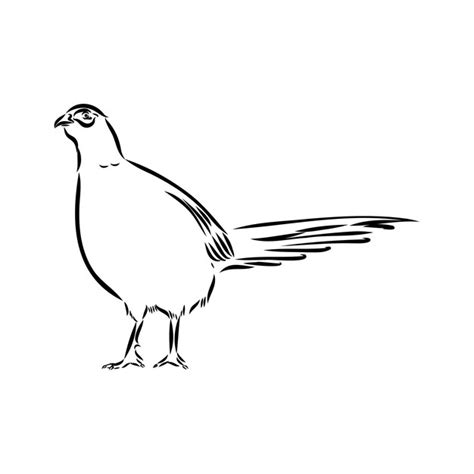 Quail Line Art Vectors And Illustrations For Free Download Freepik