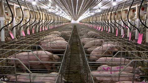 Supreme Court Battle Over Cruelty To Pregnant Pigs Could Affect Pork