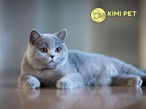 Giải đáp Mèo Anh Lông Ngắn Có Rụng Lông Không Chi Tiết Từ A Z