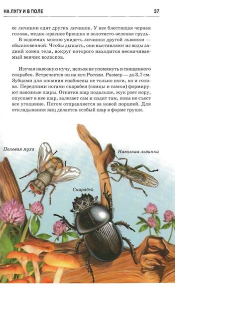 насекомые