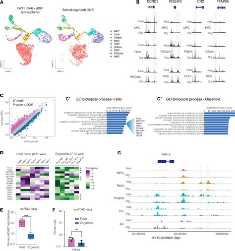 Single Cell Atac Seq Of Fetal Human Retina And Stem Cell Derived