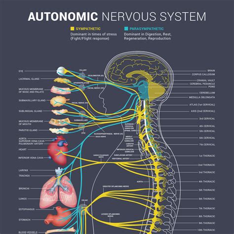 Bring Our Autonomic Nervous System To Life Poster Contest