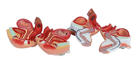 Torso With Open Back 28 Part Dual Sex B236