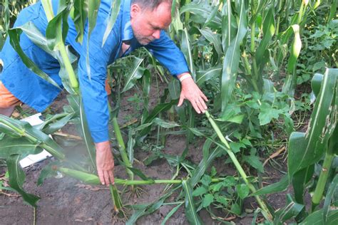 Research Rearing And Collection Services On Corn Rootworms