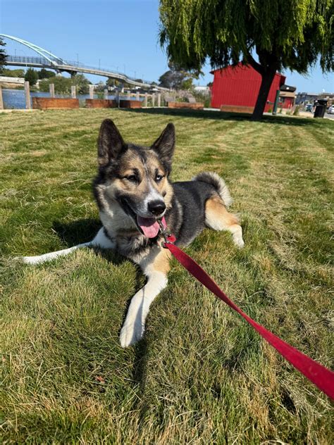 Kauai Humane Society Added A New Photo Kauai Humane Society