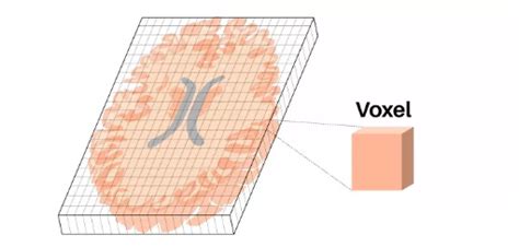 2 Voxel Based Representation Of The Brain 1 Download Scientific Diagram