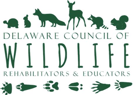 Raccoon Delaware Council Of Wildlife