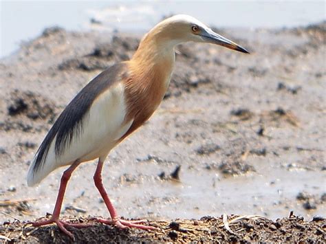 Gambar Burung Bangau Putih Justin Langdon
