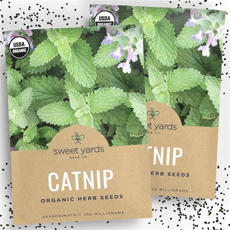 Catnip Seeds Two Seed Packets Over 880 Open
