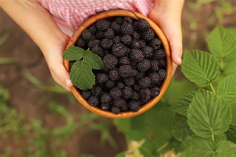 아이는 손에 검은 나무 딸기가 든 나무 그릇을 들고 있습니다 위쪽 보기 0명에 대한 스톡 사진 및 기타 이미지 0명 건강한 식생활 검은색 라즈베리 Istock