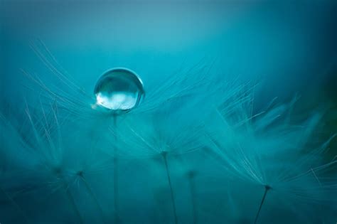 The Fascination Of Macro Photography Forcre8tives