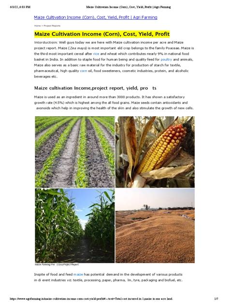 Maize Cultivation Income Corn Cost Yield Profit Agri Farming