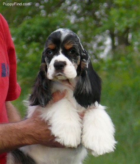 1000 Images About Mini Cocker Spaniel American Cocker Spaniel On