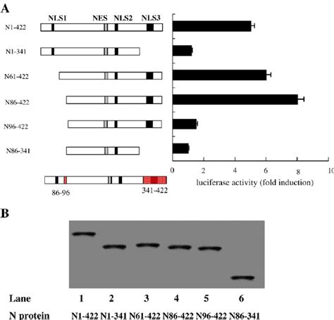 Functional Analysis Of Deletion Mutants Of Sars Cov N Protein A