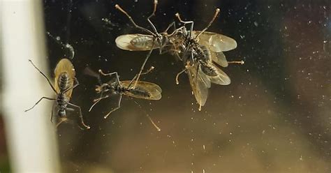 Ant Swarm Album On Imgur