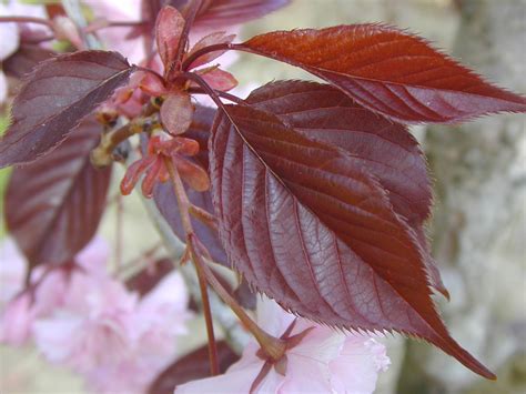 Trees Of Santa Cruz County Prunus Serrulata Kwanzan Kwanzan