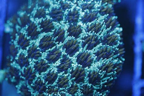 Sonic The Hedgehog Galaxea Shop Reef N Reptile