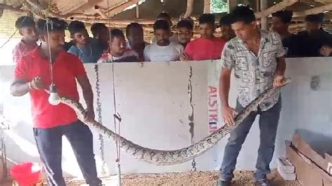 Huge Python Spotted In Angul Rescued By Snake Helpline WATCH