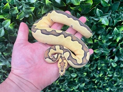 Enchi Desert Ghost Clown Ball Python By Fireball Reptiles