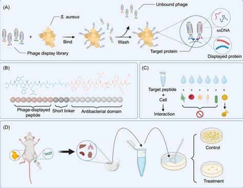 Phage Display Technology Effectively Improves Specific Targeting Ability Of Anti Microbial