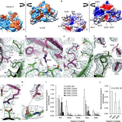 crystal structure of the complex of human claudin 4 and c cpe a the