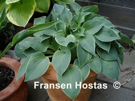 Hosta Abby Fransen Hostas Hostas Hosta Varieties Flower Garden