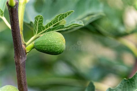 Fig Tree With Young Unripe Figs Fruit Close Up Stock Image Image Of