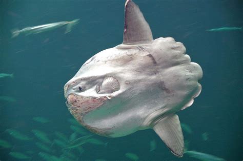 Peixe Lua Espécie De Aparência Bizarra Ameaçada De Extinção