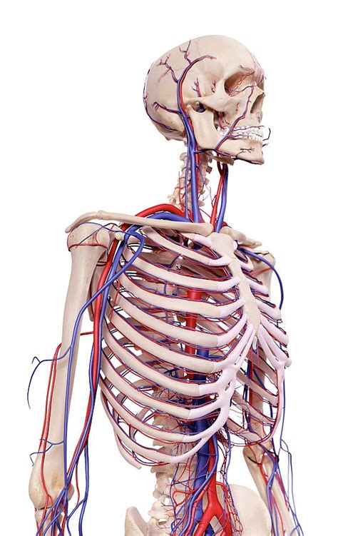 Human Thoracic Anatomy 4 Photograph By Sebastian Kaulitzkiscience