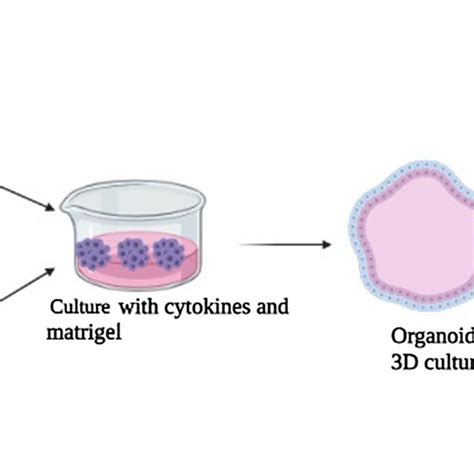Michael Hamblin Distinguished Visiting Professor Phd University Of Johannesburg