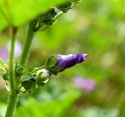 Malva Beneficios Y Propiedades Medicinales Trucosnaturales