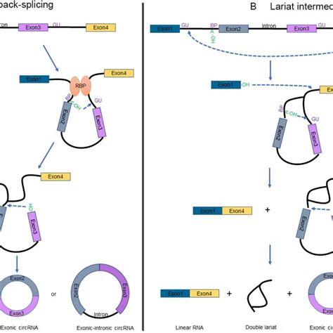 PDF The Mechanism And Detection Of Alternative Splicing Events In Circular RNAs