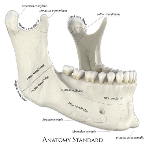 Anatomy Standard Drawing Mandibula Anterolateral View Latin Labels