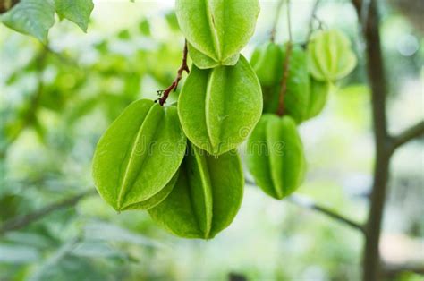 Carambola Tree With Fruits Stock Image Image Of Tropical 267746751