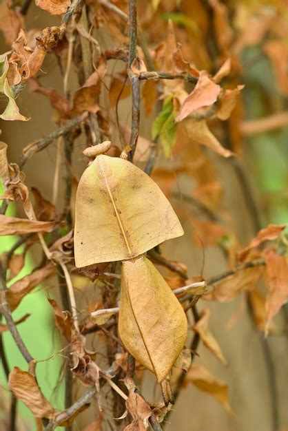 Premium Photo Dead Leaf Mantis Insect Showing Its Camouflage
