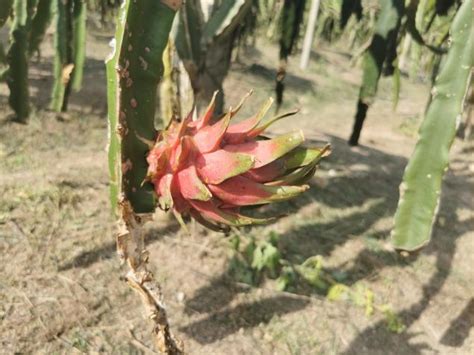 Pitaya Object Detection Dataset V1 2023 06 14 1242pm By Fruit