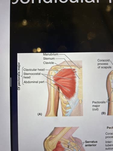 Anatomy 3 Upper Extremity Flashcards Quizlet