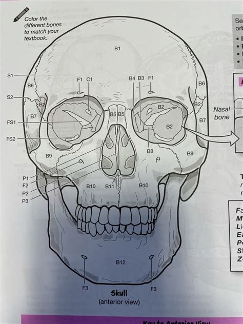 Human Anatomy Lab Axial Skeletal System Skull Anterior View Diagram