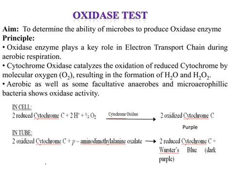 Biochemical Test Of Bacteria